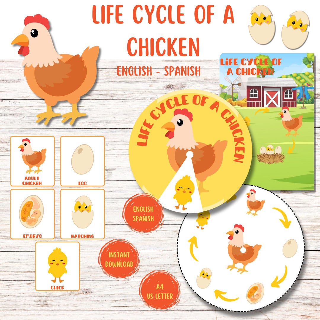 Chicken Life Cycle Activity. Printable for Kids. Educational Activity ...