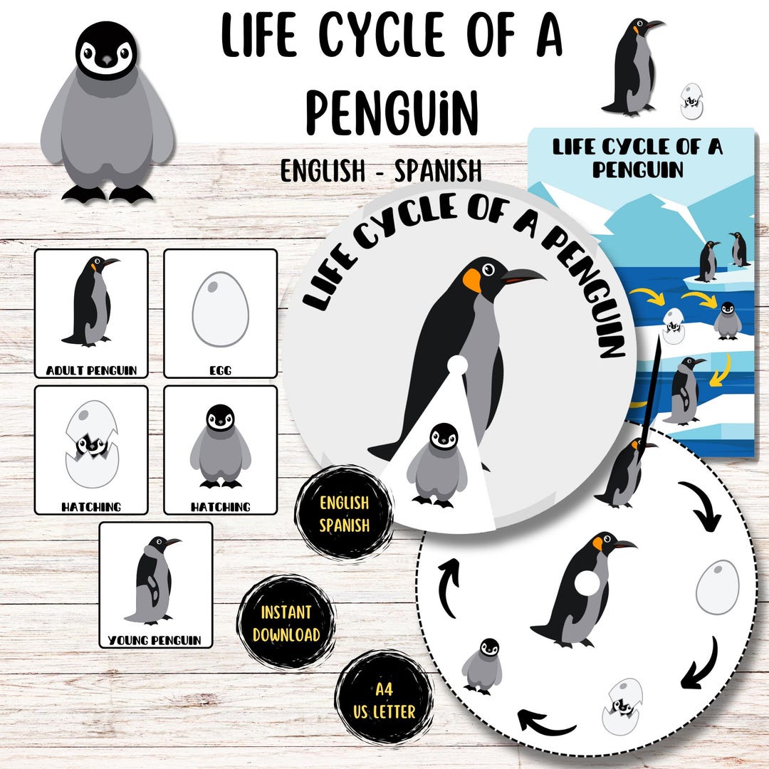 Penguin Life Cycle Activity. Printable for Kids. Educational Activity ...