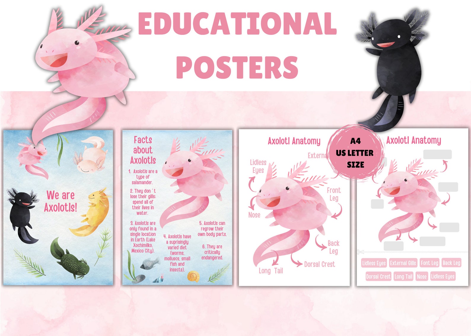 Axolotl Activities Pack. Axolotl Mini Study. Axolotl Printables ...