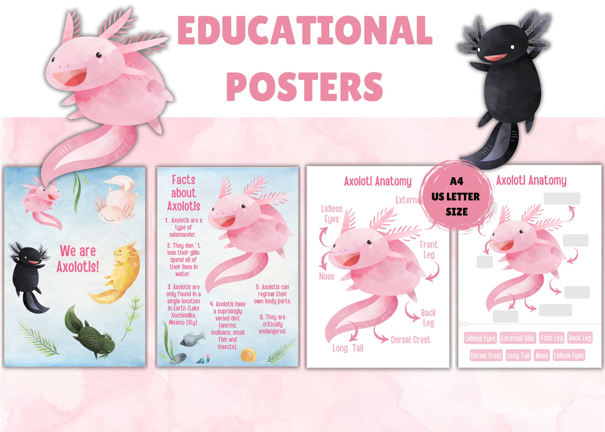 Axolotl Activities Pack. Axolotl Mini Study. Axolotl Printables ...