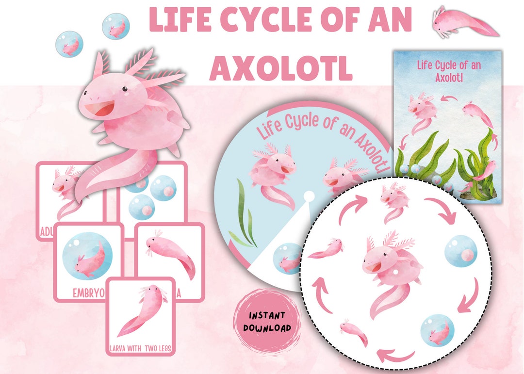 Axolotl Life Cycle Activity. Axolotl Life Cycle Mini Study. Axolotl ...