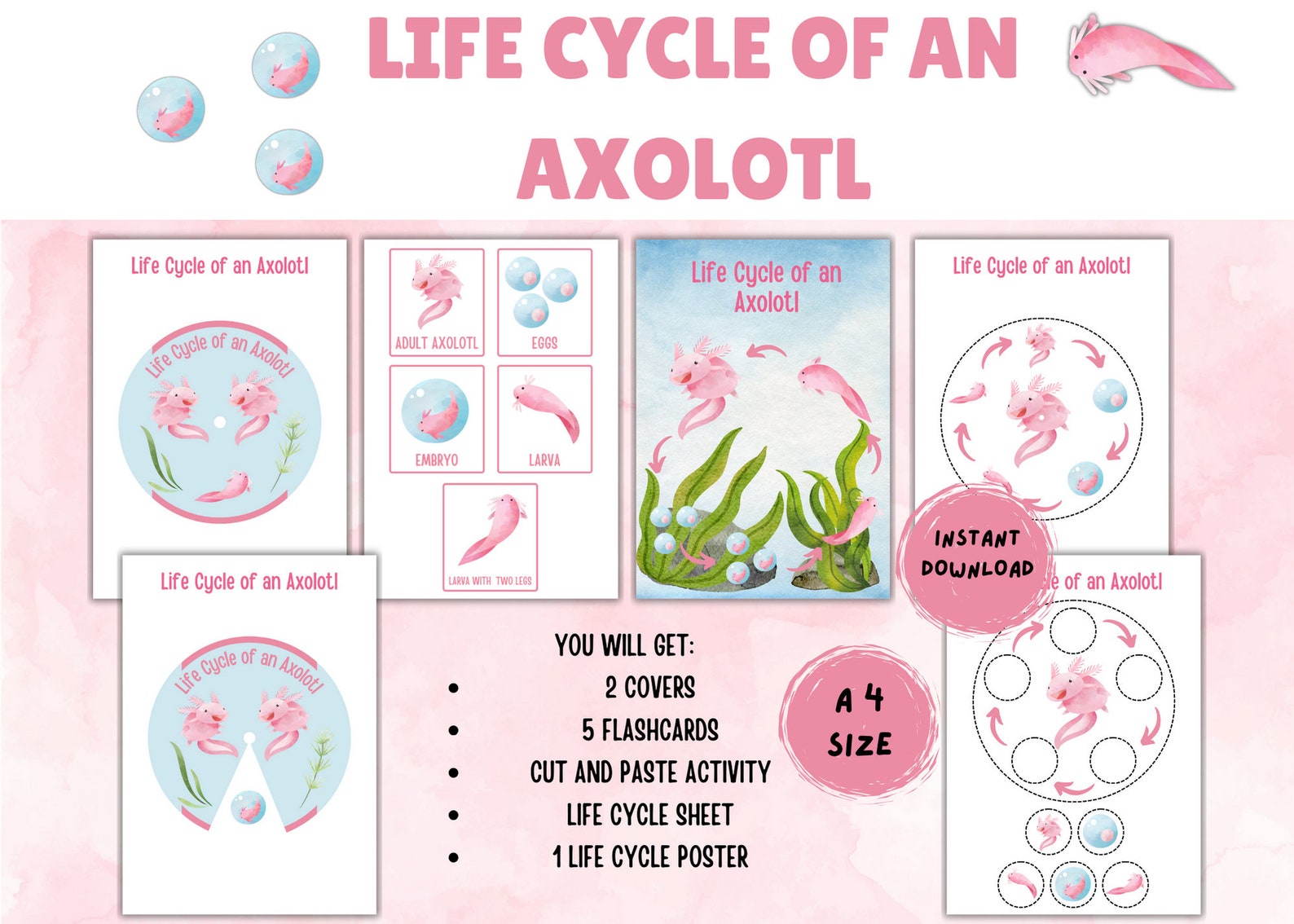 Axolotl Life Cycle Activity. Axolotl Life Cycle Mini Study. Axolotl ...