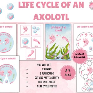 Axolotl Life Cycle Activity. Axolotl Life Cycle Mini Study. Axolotl ...