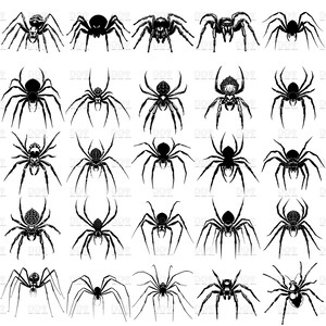 Spider Svg , Vector File, Spider Clipart, Spider Svg for Cricut, Spider ...