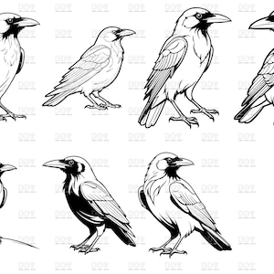 Rabe svg bündel, Vektor-Datei, Rabe svg, Rabe Clipart, Rabe Cut-Dateien ...