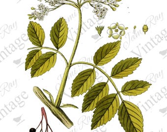 Decoupage Jami Ray Vintage Decoupage Rice Paper GEORGIANA A4 8.25 X 11. ...