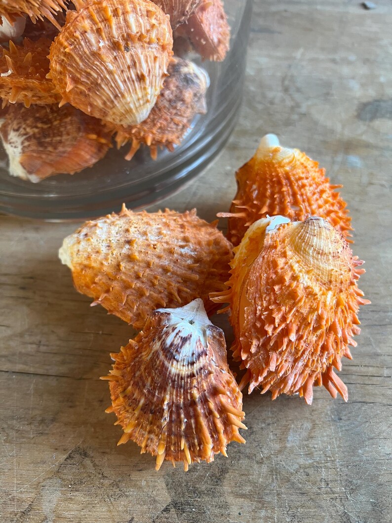 Spiny Oyster Shells Set of 4 - Etsy