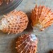 Spiny Oyster Shells Set of 4 - Etsy