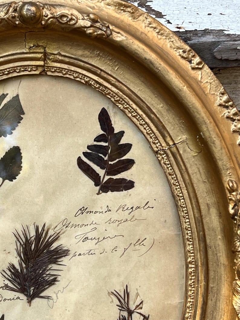 Antique Preserved Herbarium in Oval Victorian Gesso Frame - Etsy