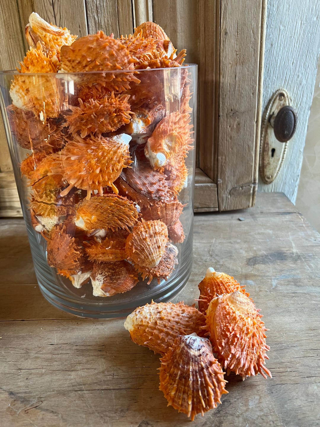 Spiny Oyster Shells Set of 4 - Etsy