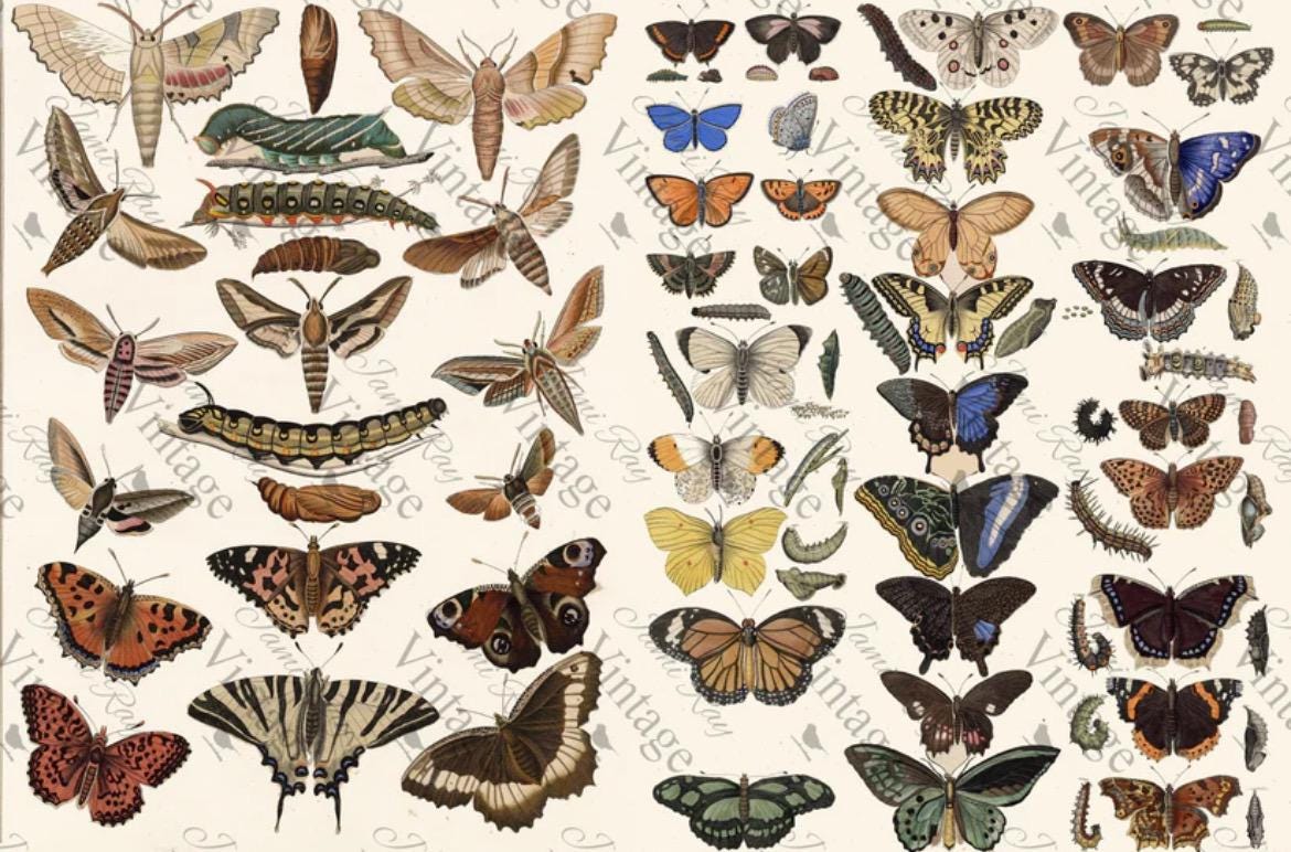 Jami Ray Vintage Decoupage Rice Paper SCIENTIFIC BUTTERFLY A4 8.25 X 11 ...