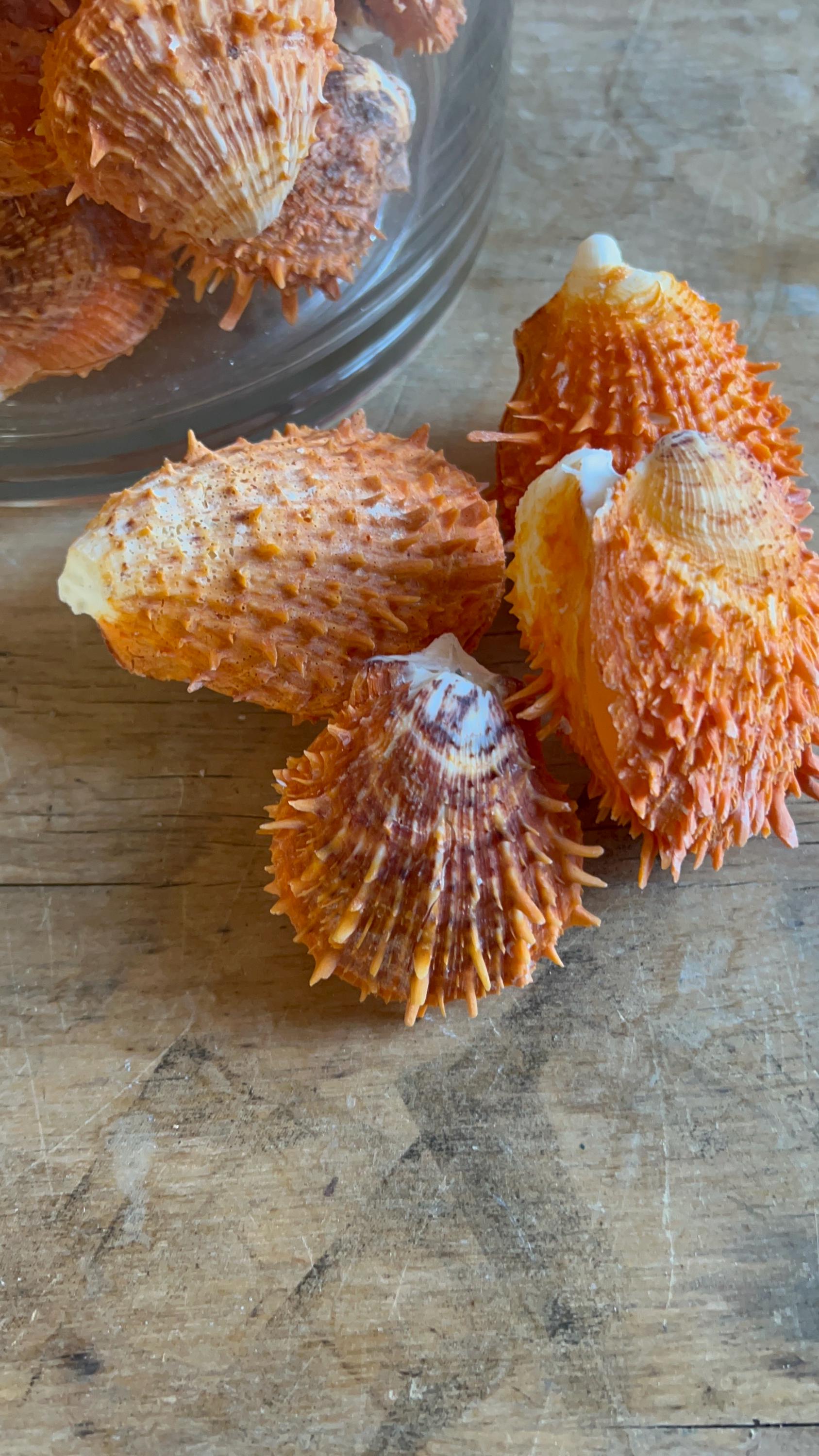 Spiny Oyster Shells Set of 4 - Etsy
