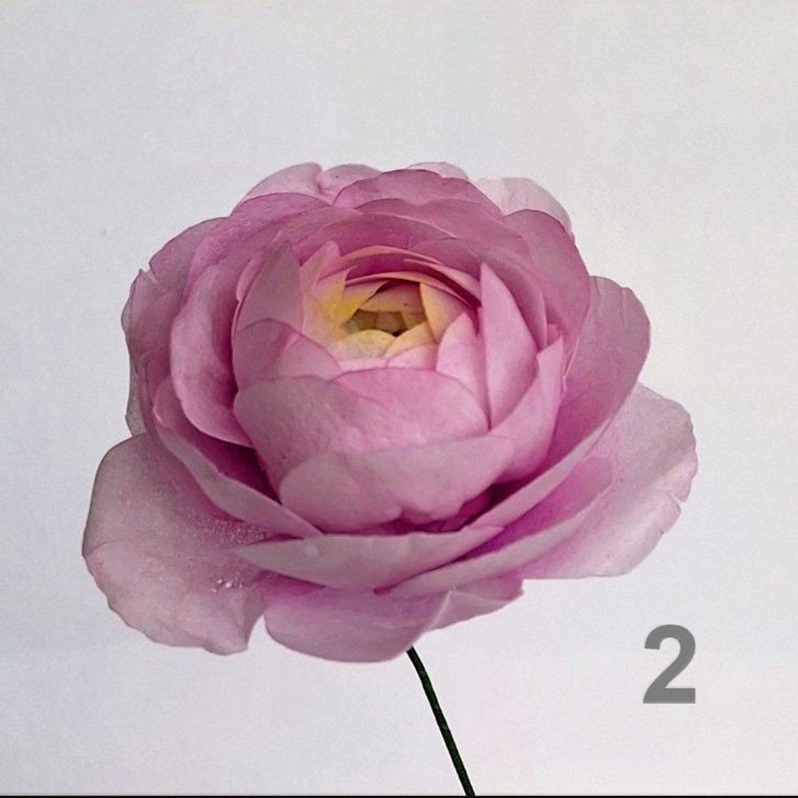 Handmade Wafer Paper Flowers - Etsy