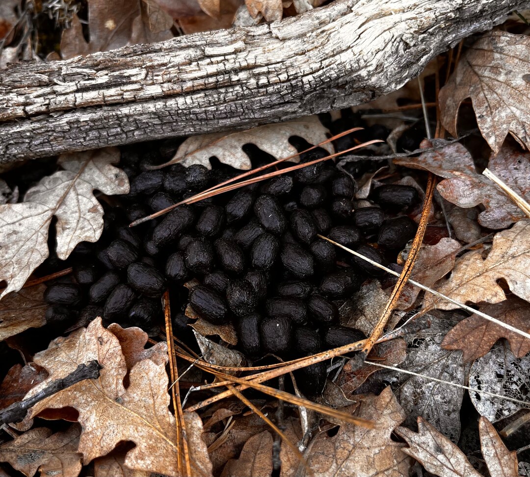 Fresh Deer Poop - Etsy