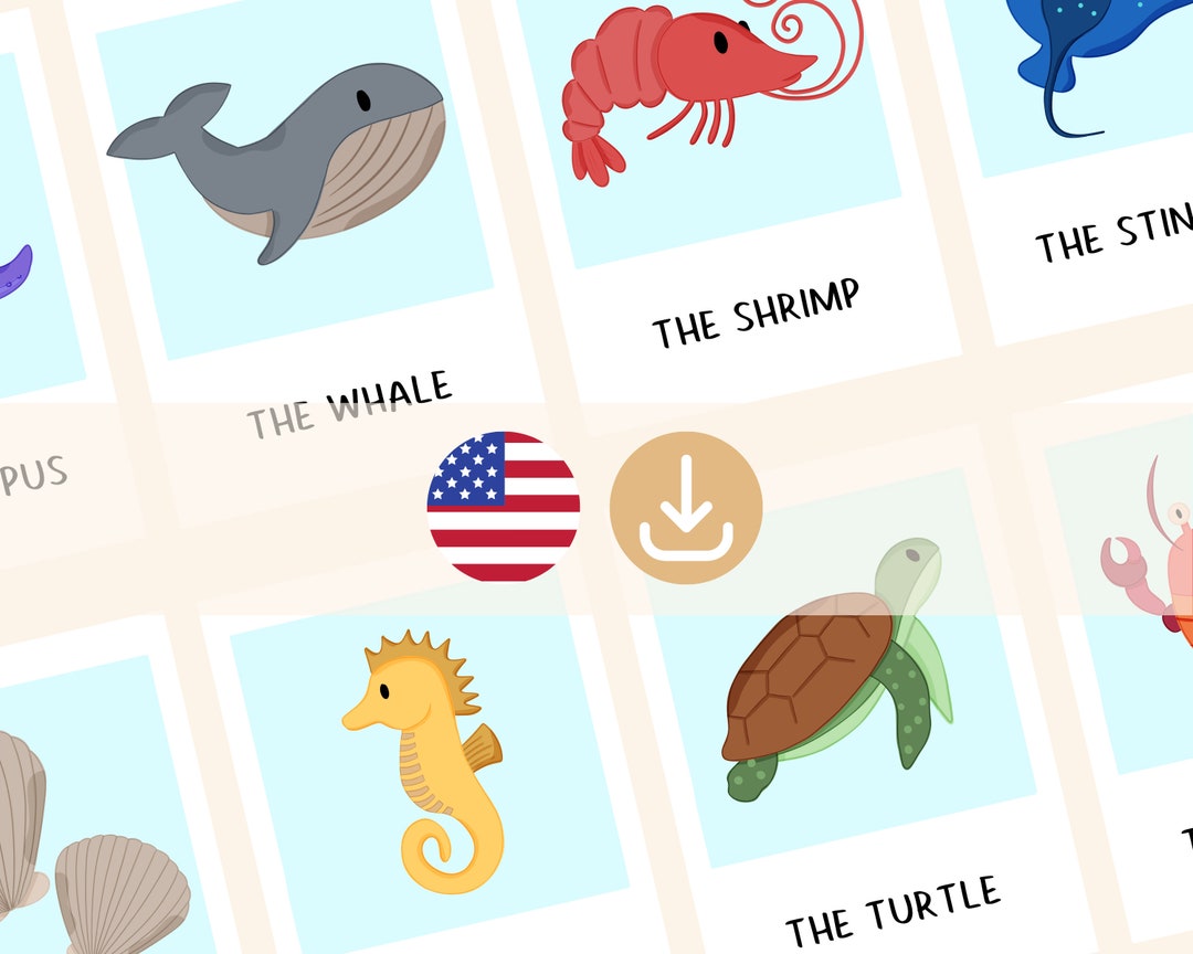 Educational Flashcards in ENGLISH Language 24 SEA LIFE Flashcards for ...