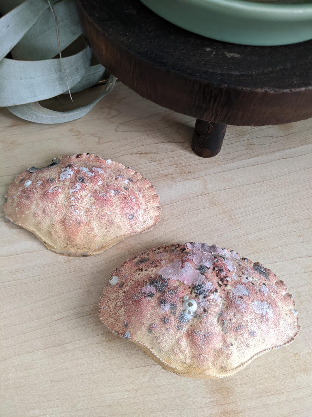 2 Crab Shells|| Body Shells|| Natural Shells|| Coastal Core|| Crafts ...