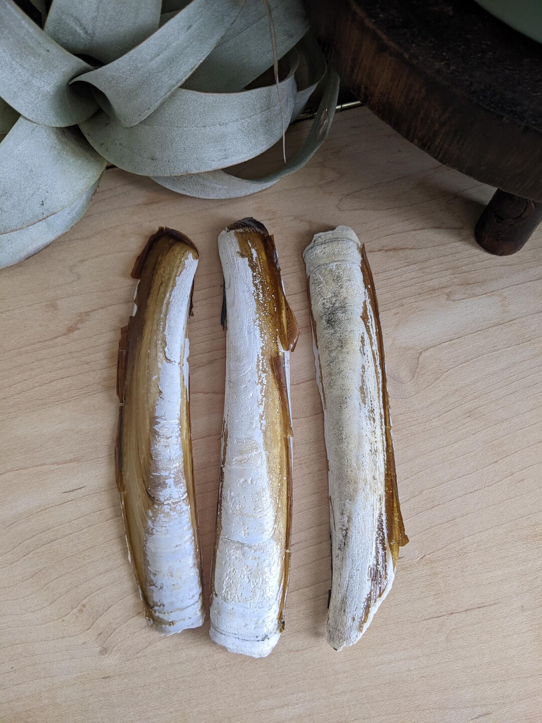 3 Razor Clam Shells, Natural Shells, for Use in Decor or Crafts - Etsy
