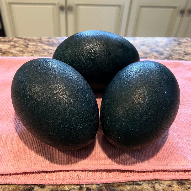 Emu Egg - Etsy