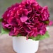 Raspberry Hydrangeas Centerpiece, Mother's Day Gift, Dark Pink ...