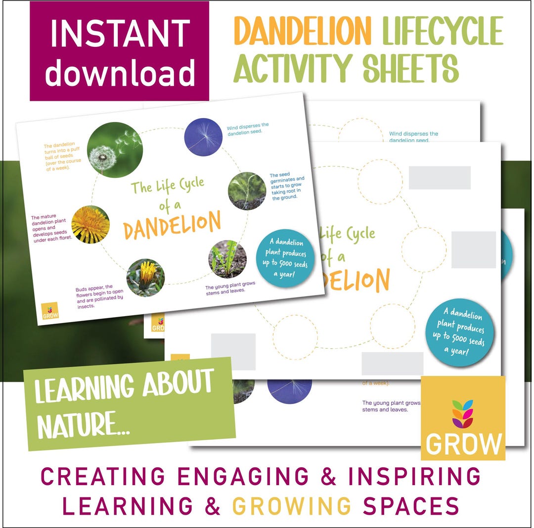 Dandelion Lifecycle Worksheets Printable | Charlotte Mason Learning ...
