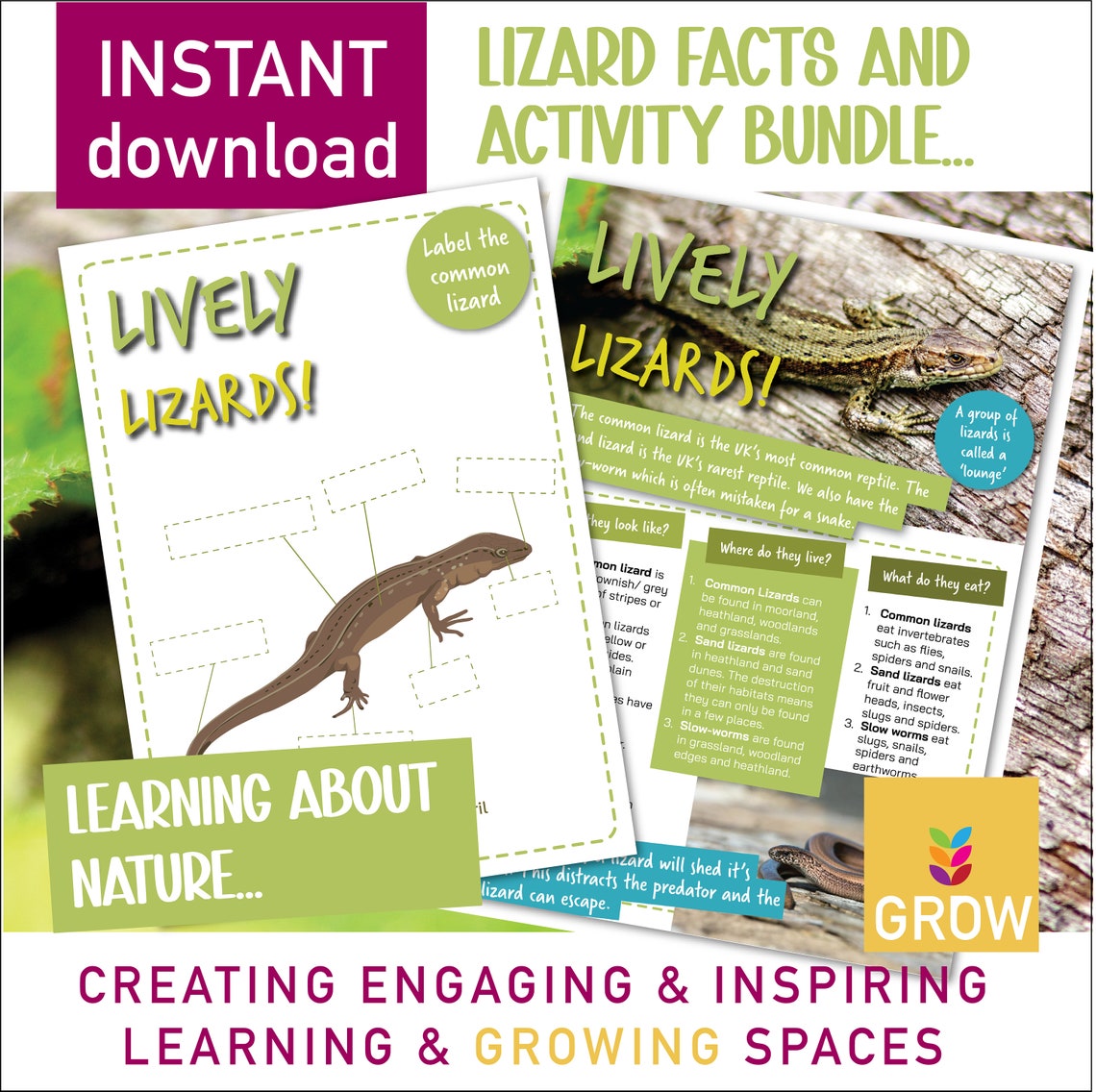 Lively Lizards Fact Sheet Activity Pack | Nature Wildlife Learning ...