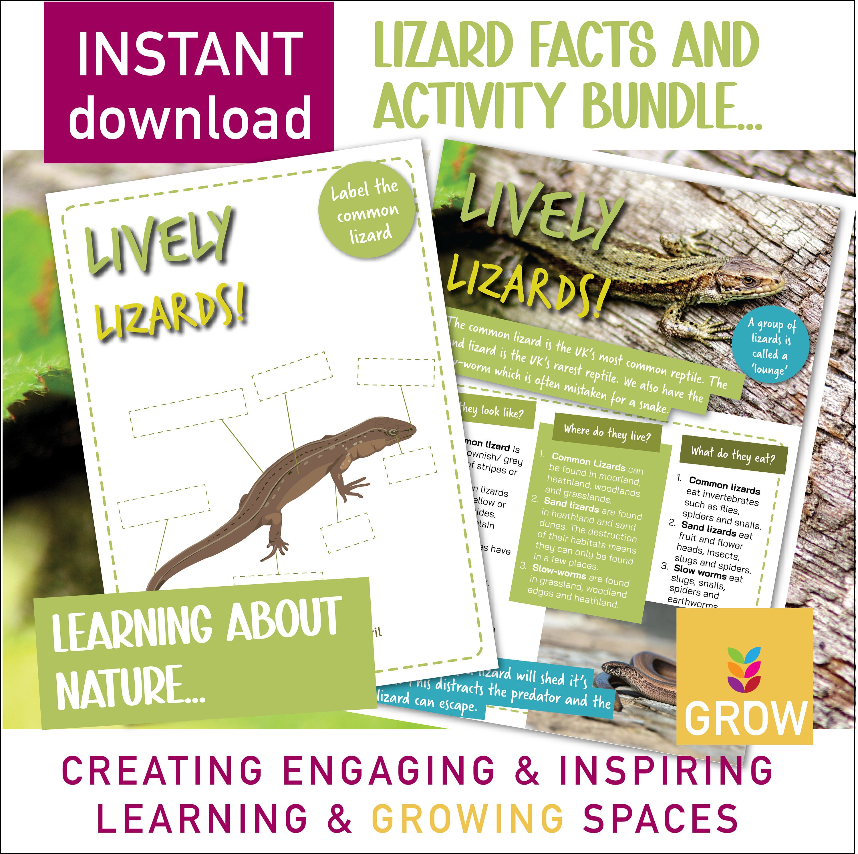 Lively Lizards Fact Sheet Activity Pack | Nature Wildlife Learning ...