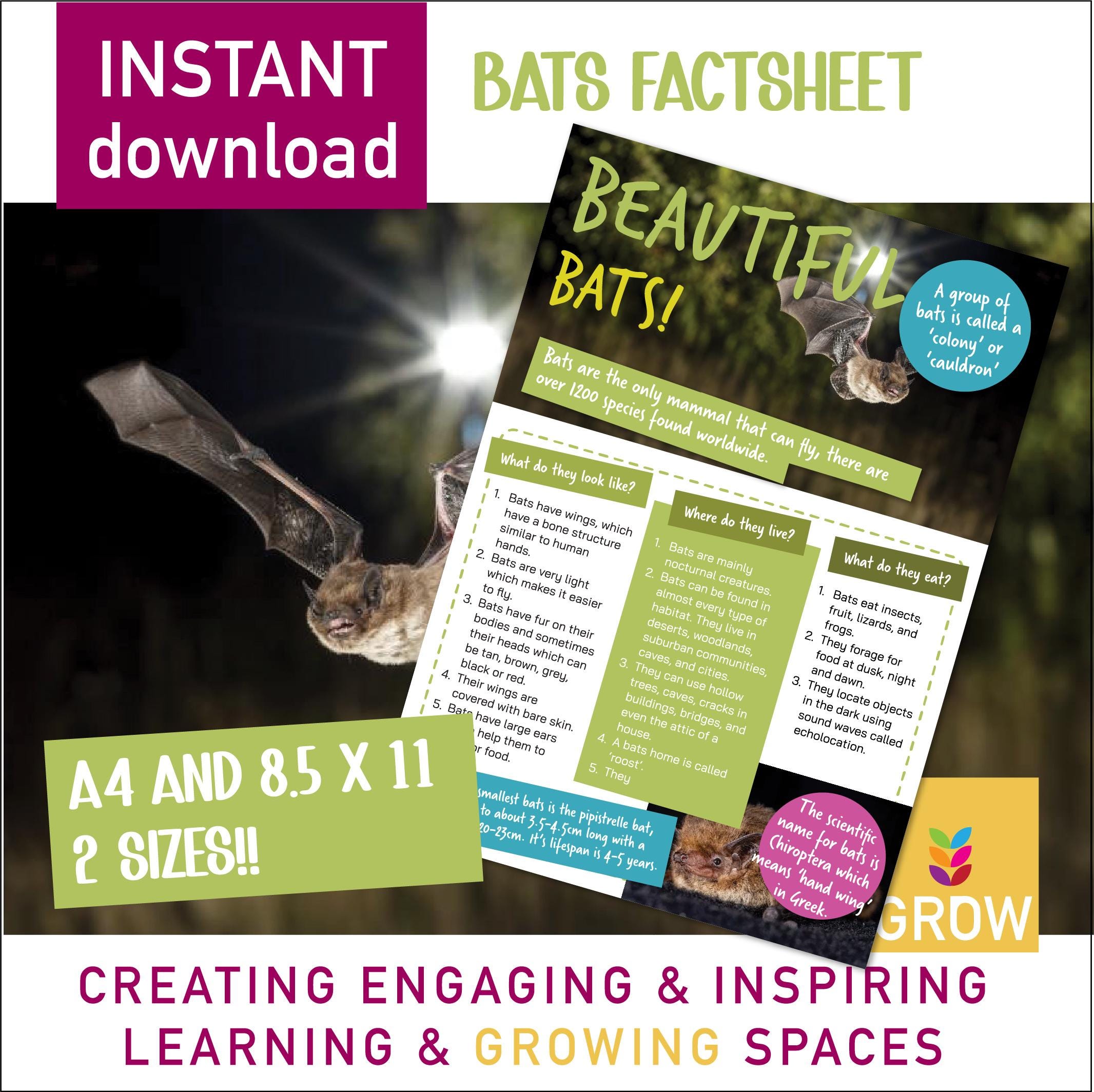 Bats Fact Sheet | Nature Learning Printable (digital Download) - Etsy