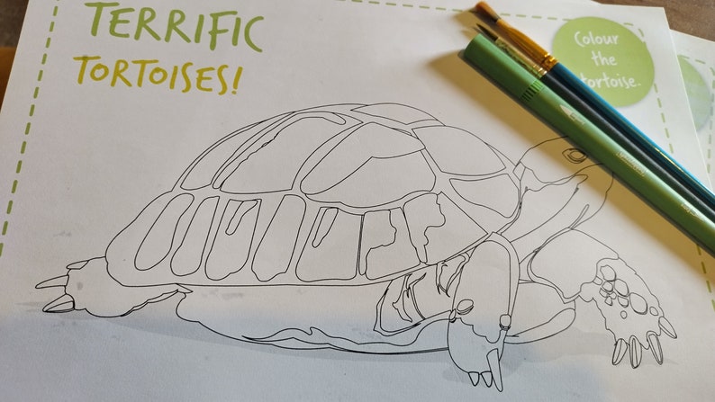 Terrific Tortoises Fact Sheet Activity Pack | Nature Wildlife Learning ...