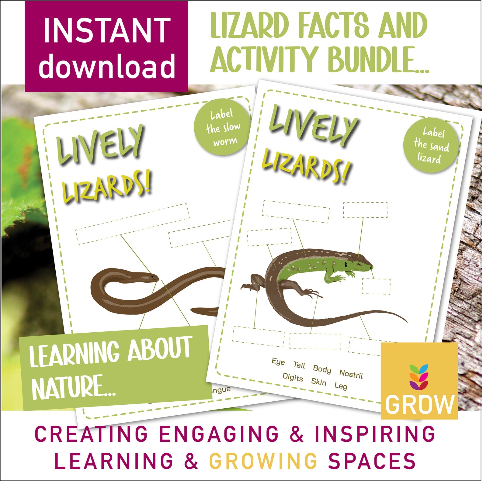 Lively Lizards Fact Sheet Activity Pack | Nature Wildlife Learning ...