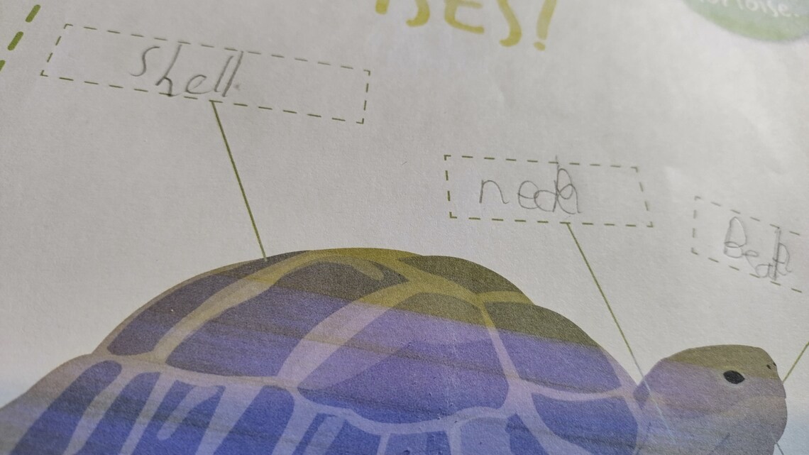 Terrific Tortoises Fact Sheet Activity Pack | Nature Wildlife Learning ...