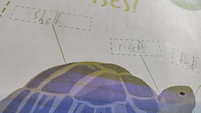 Terrific Tortoises Fact Sheet Activity Pack | Nature Wildlife Learning ...