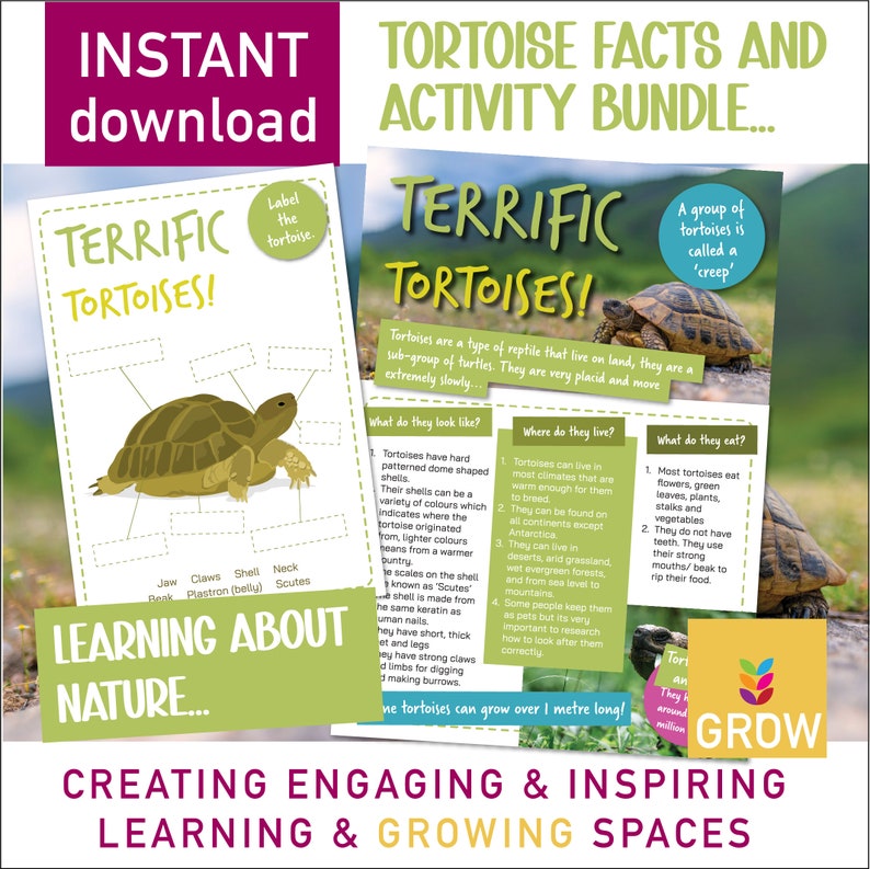 Terrific Tortoises Fact Sheet Activity Pack | Nature Wildlife Learning ...