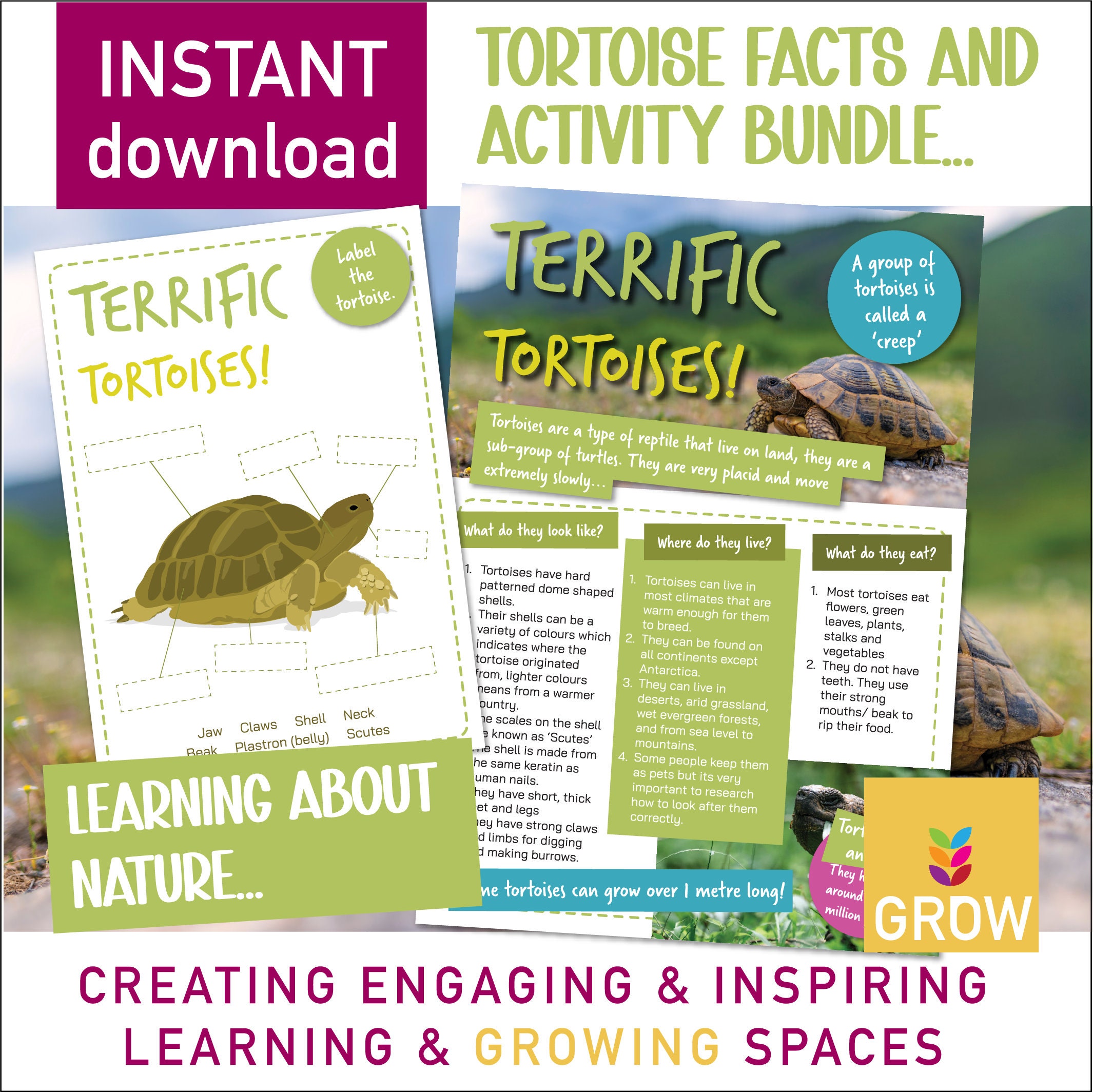 Terrific Tortoises Fact Sheet Activity Pack | Nature Wildlife Learning ...