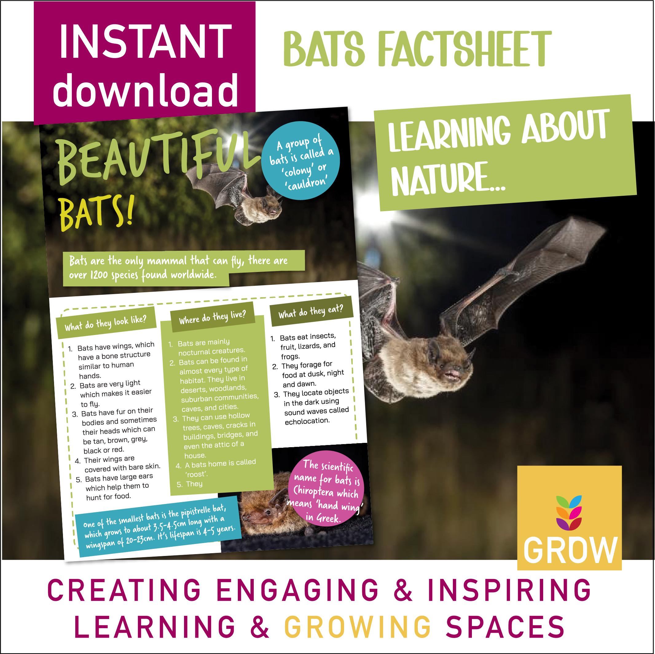 Bats Fact Sheet | Nature Learning Printable (digital Download) - Etsy