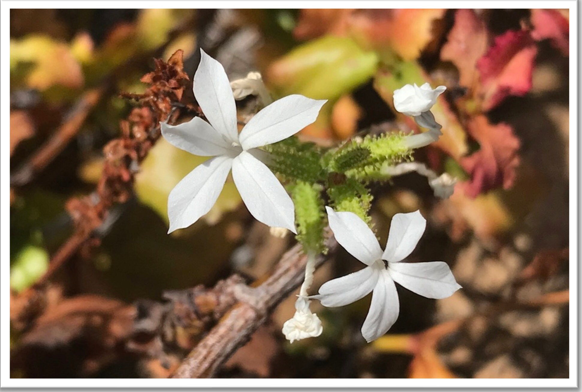 Native Hawaiian Forest Plants Photo Notecards - Etsy