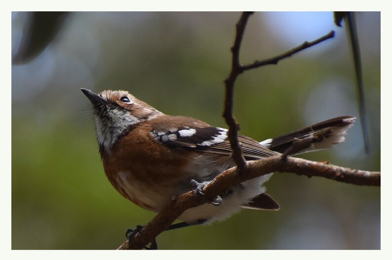 Native Hawaiian Forest Birds Photo Greeting Cards - 6 Blank Note Cards ...