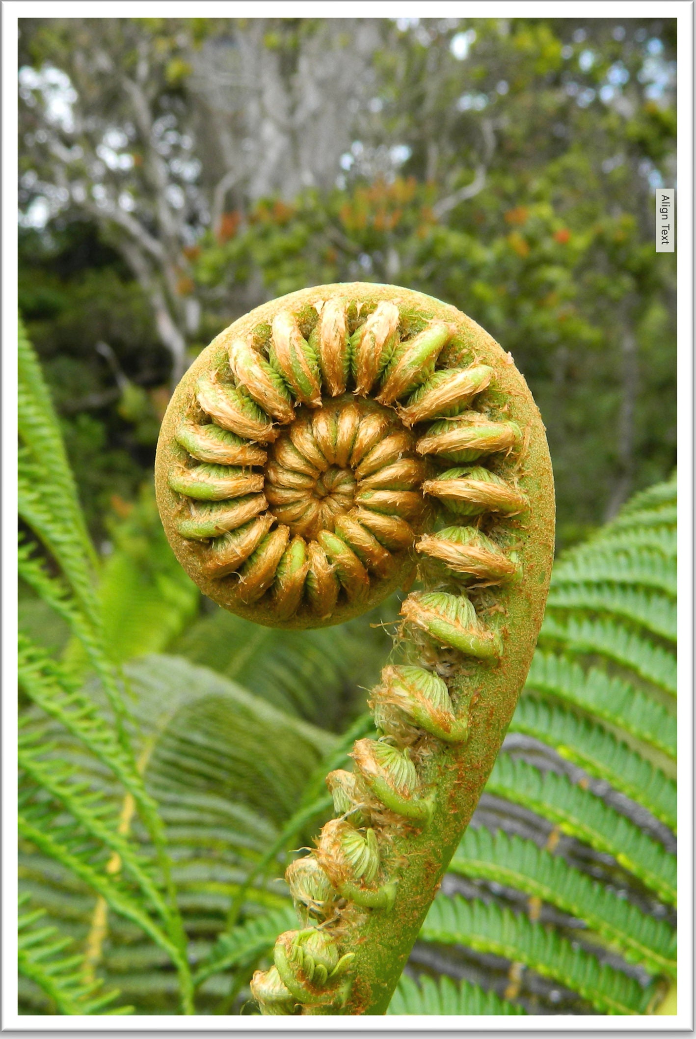 Native Hawaiian Forest Plants Photo Notecards - Etsy