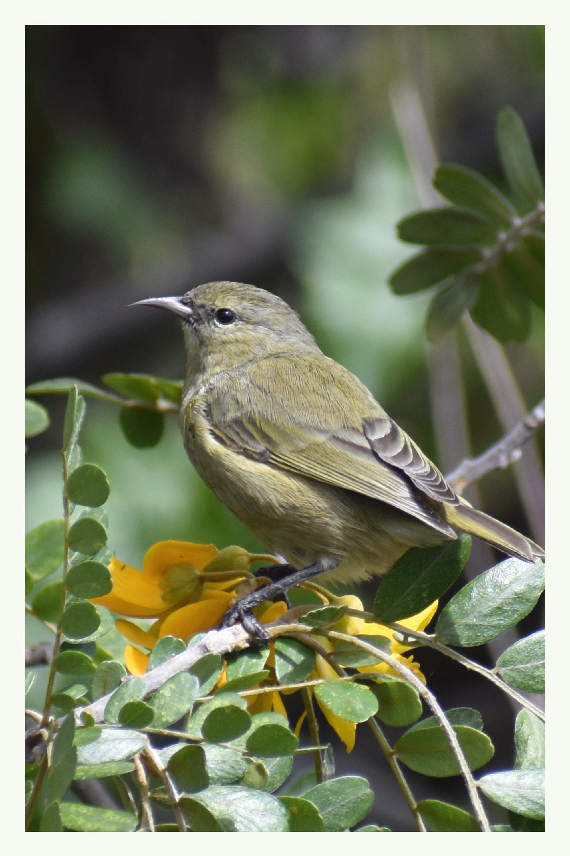 Native Hawaiian Forest Birds Photo Greeting Cards - 6 Blank Note Cards ...