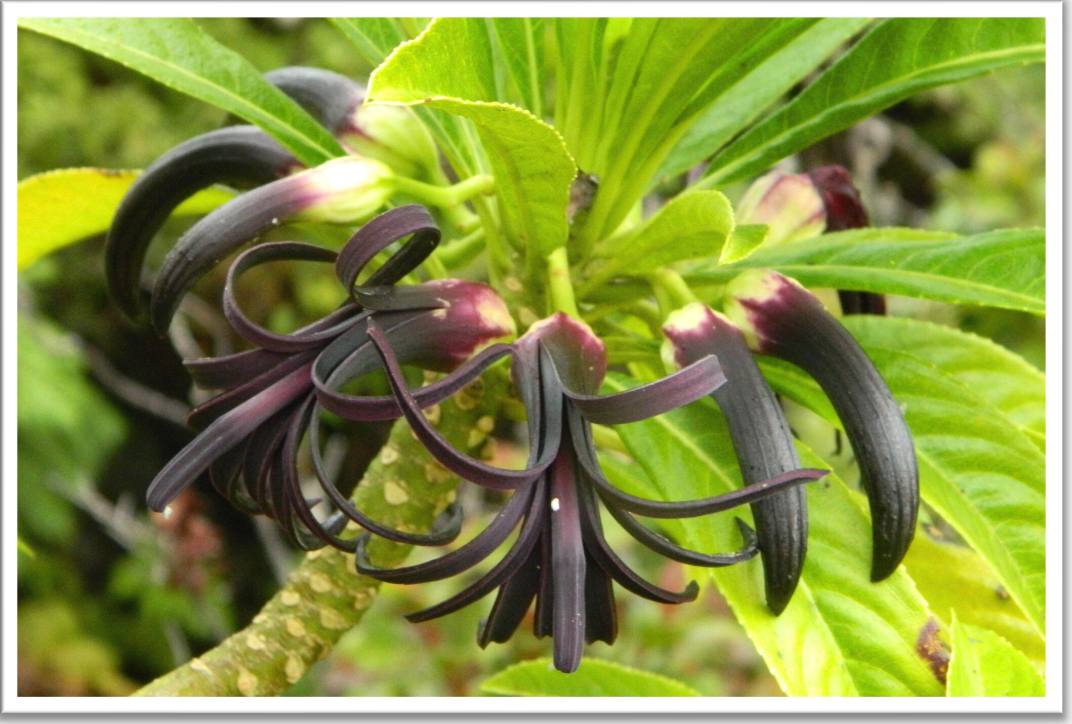 Native Hawaiian Forest Plants Photo Notecards - Etsy