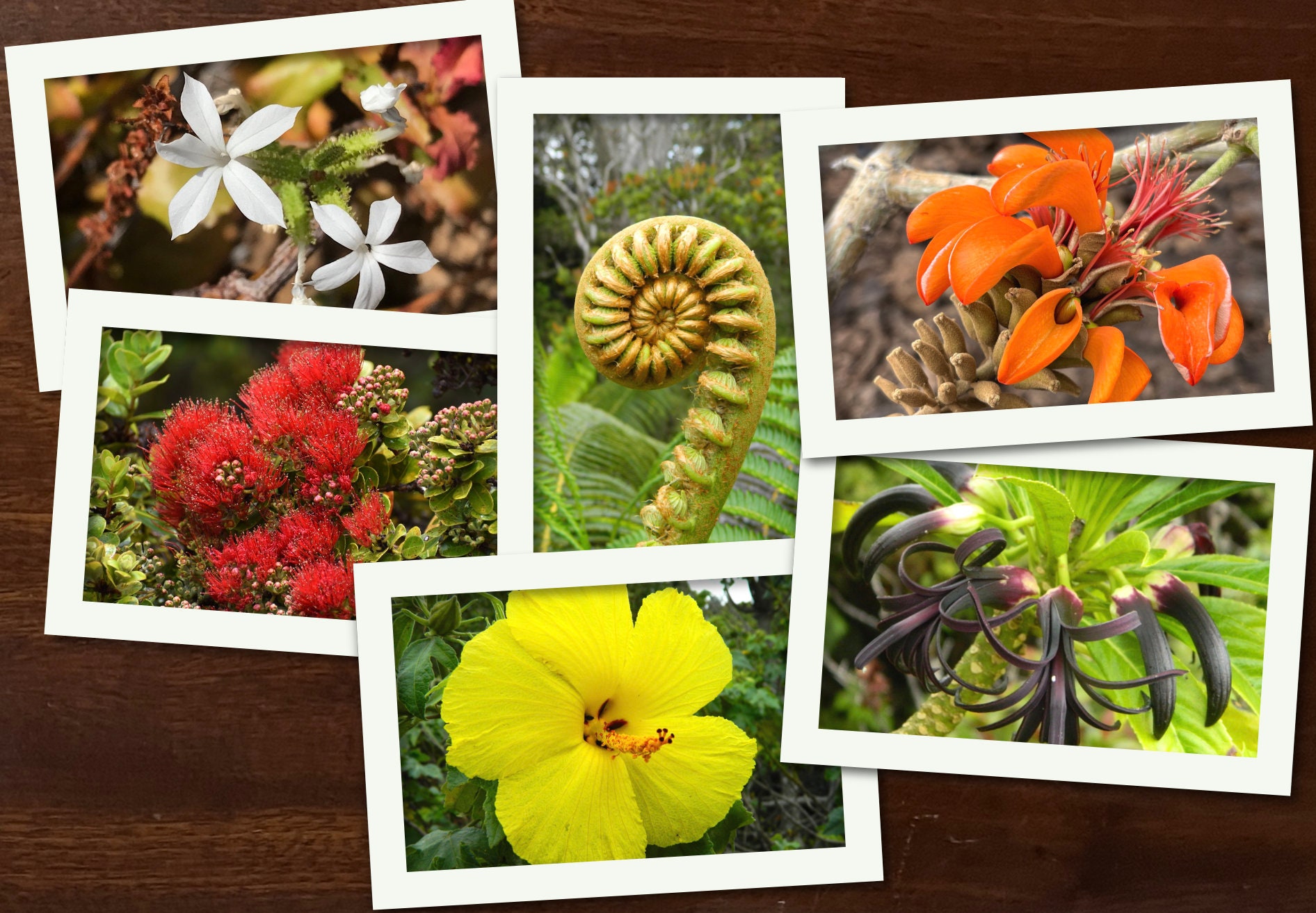 Native Hawaiian Forest Plants Photo Notecards - Etsy