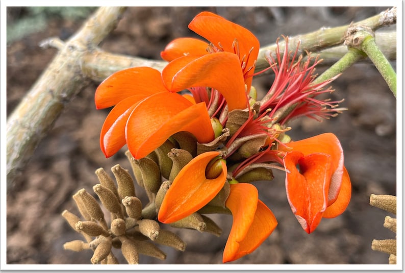 Native Hawaiian Forest Plants Photo Notecards - Etsy