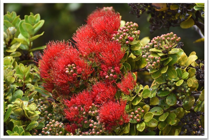 Native Hawaiian Forest Plants Photo Notecards - Etsy