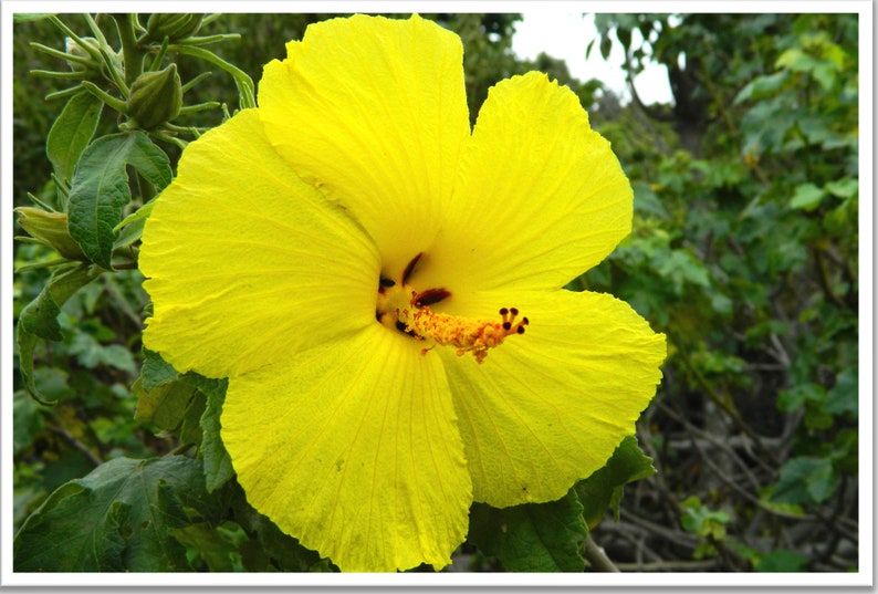 Native Hawaiian Forest Plants Photo Notecards - Etsy