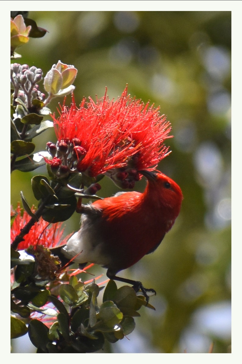 Native Hawaiian Forest Birds Photo Greeting Cards - 6 Blank Note Cards ...