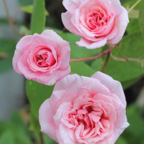 Rose Plant - Etsy