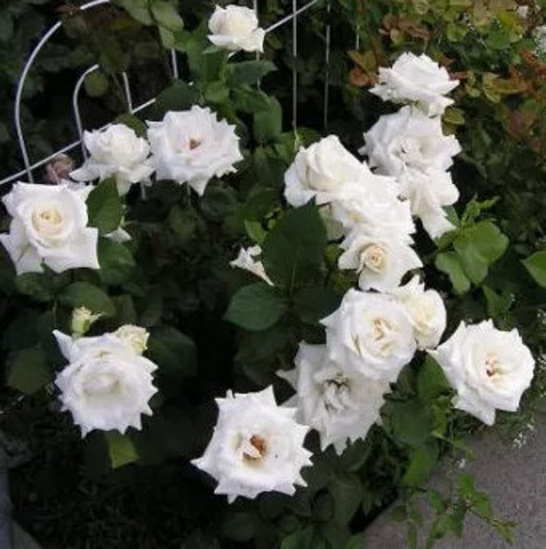 1 Gallon Pascali Hybrid Tea Rose Plant - Etsy