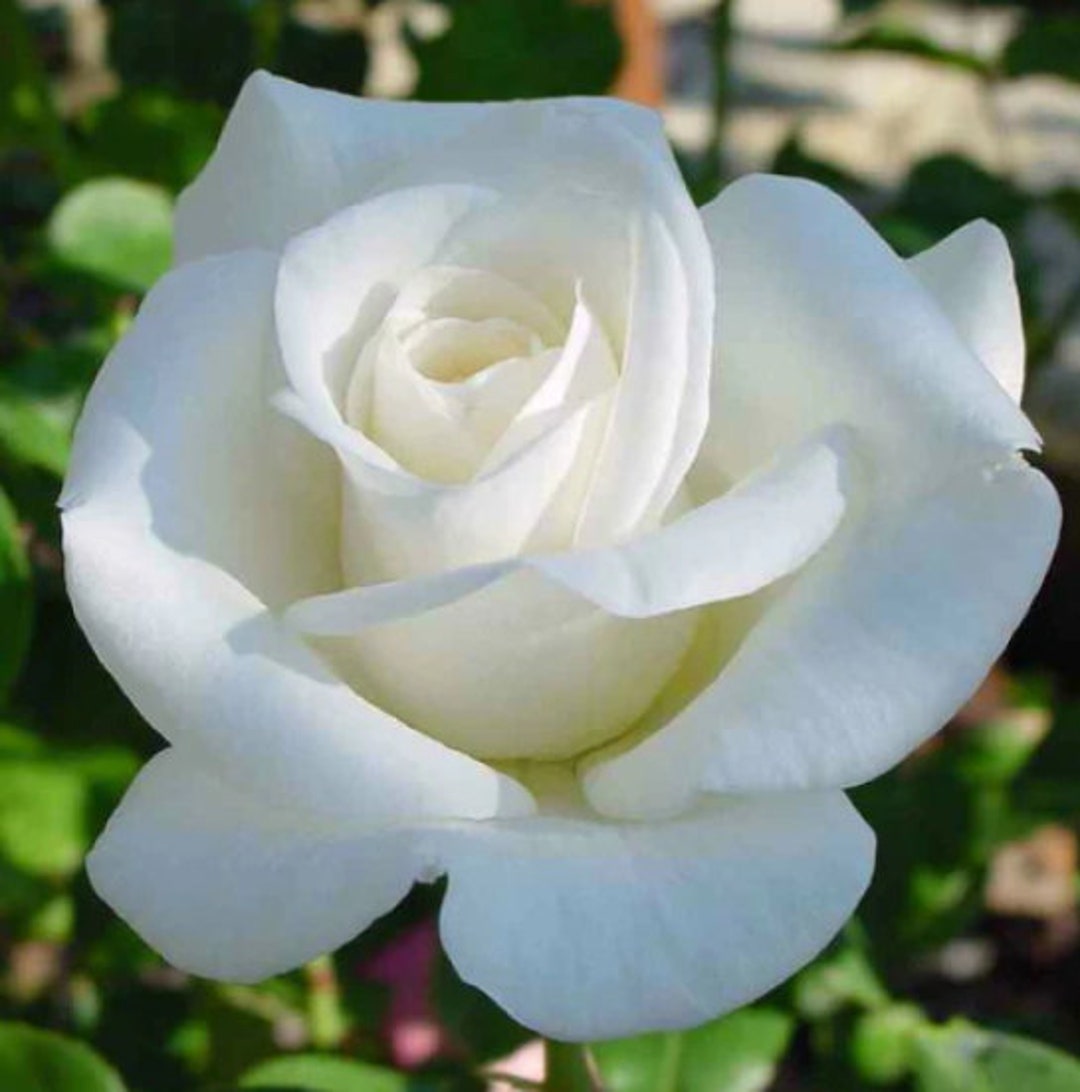 1 Gallon Pascali Hybrid Tea Rose Plant - Etsy