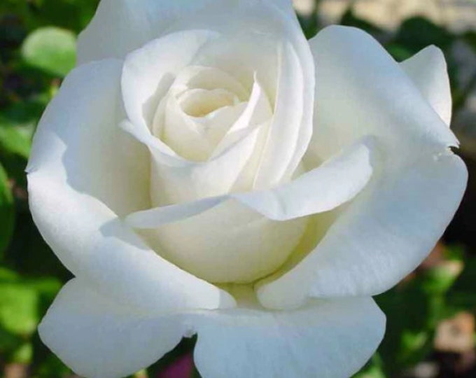 1 Gallon Pascali Hybrid Tea Rose Plant - Etsy