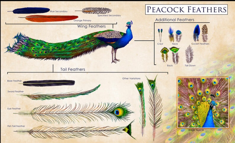 REAL Indian Blue PEACOCK FEATHERS - Etsy