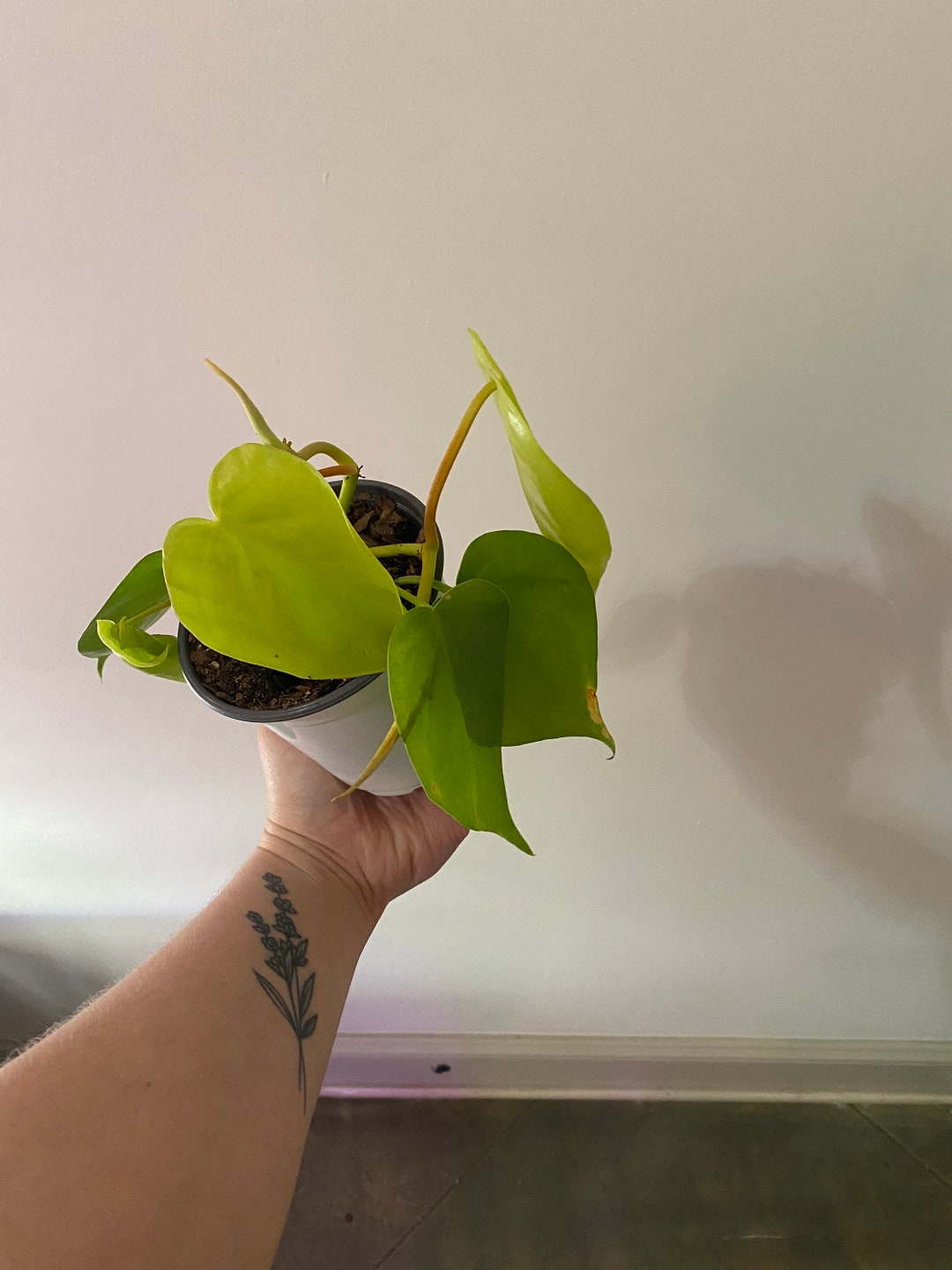 Goldilocks Pothos 4 Container - Etsy